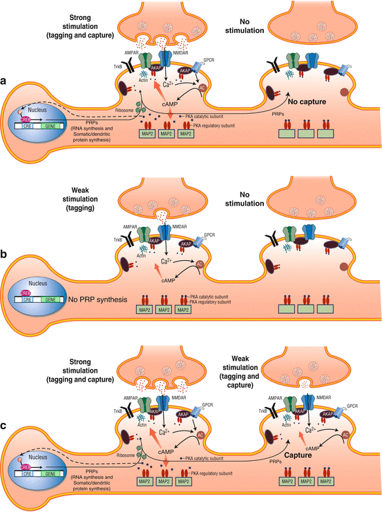 PKA Anchoring and Synaptic Tagging and Capture | SpringerLink
