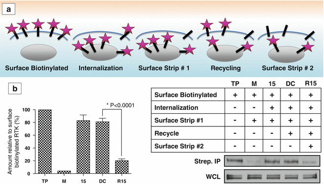 Cell Surface Biotinylation of Receptor Tyrosine Kinases to Investigate Intracellular Trafficking ...