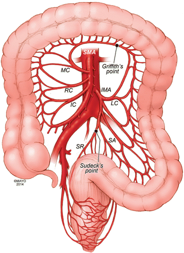 Normal and Variant Mesenteric Anatomy | SpringerLink