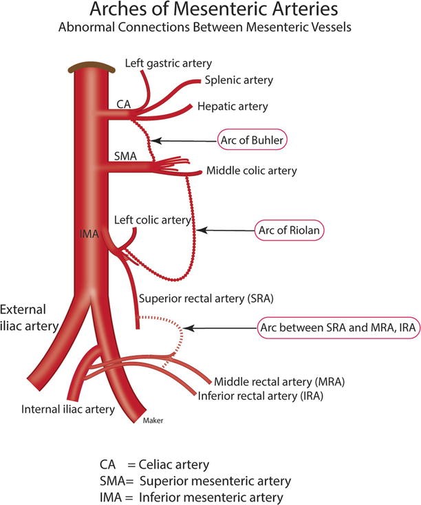 Retroperitoneum and Great Vessels in the Abdomen | SpringerLink