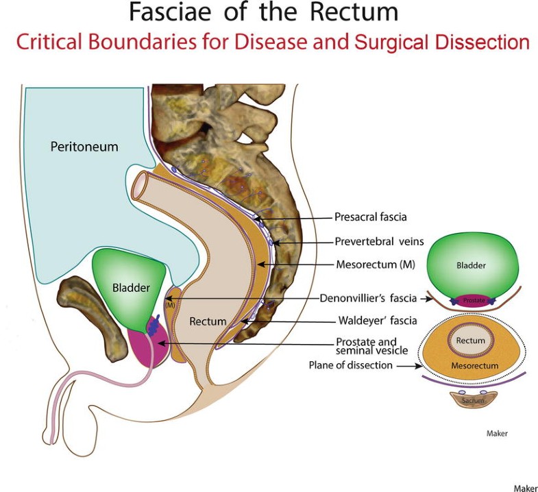 Large Intestine and Anorectum | SpringerLink