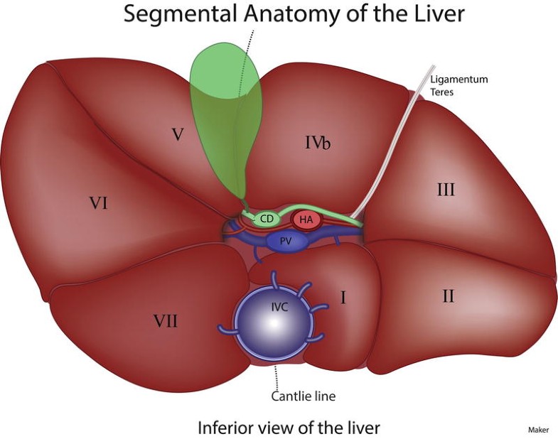 Liver | SpringerLink