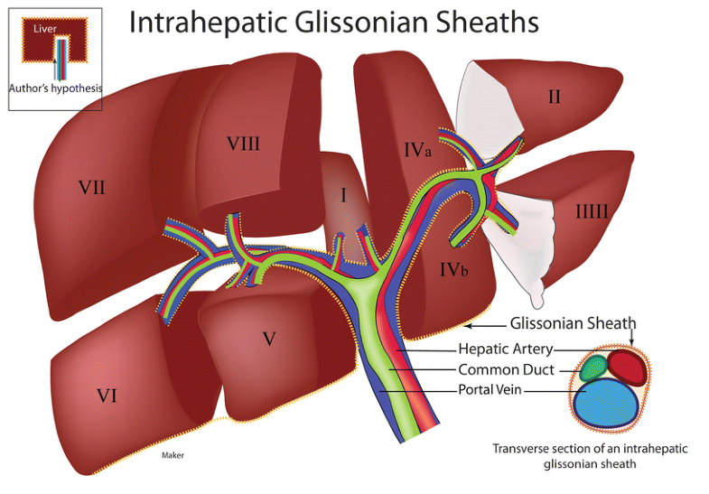 Liver | SpringerLink