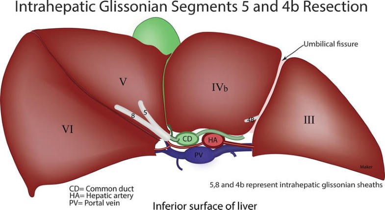 Liver | SpringerLink