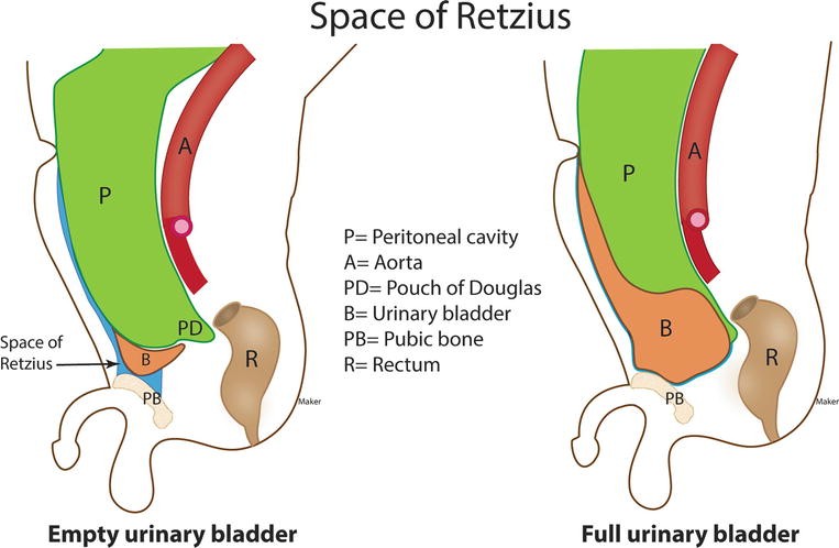 Urinary System | SpringerLink