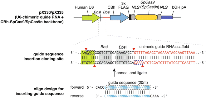 Genome Engineering Using CRISPR-Cas9 System | SpringerLink