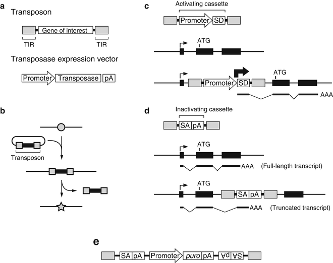 piggyBac Transposon-Based Insertional Mutagenesis in Mouse Haploid Embryonic Stem Cells ...