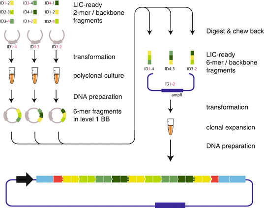 Ligation-Independent Cloning (LIC) Assembly of TALEN Genes | SpringerLink