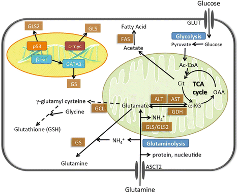 The Role of Glutamine Synthetase in the Glutamine Independence in ...