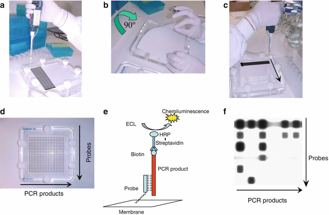 Reverse Line Blot Hybridization with Species-Specific Oligonucleotide ...