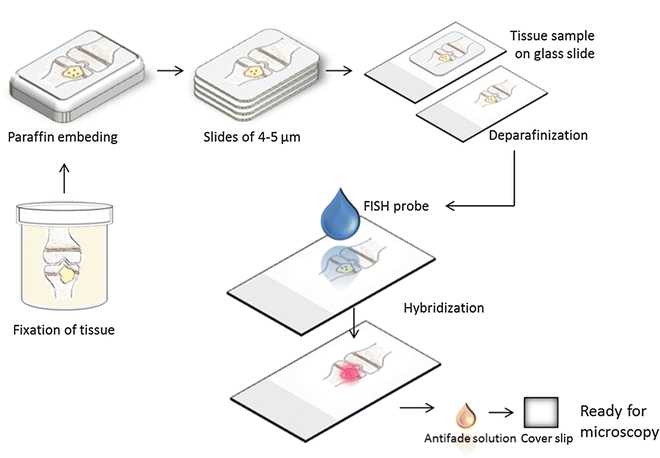 Fluorescence In Situ Hybridization for the Tissue Detection of ...
