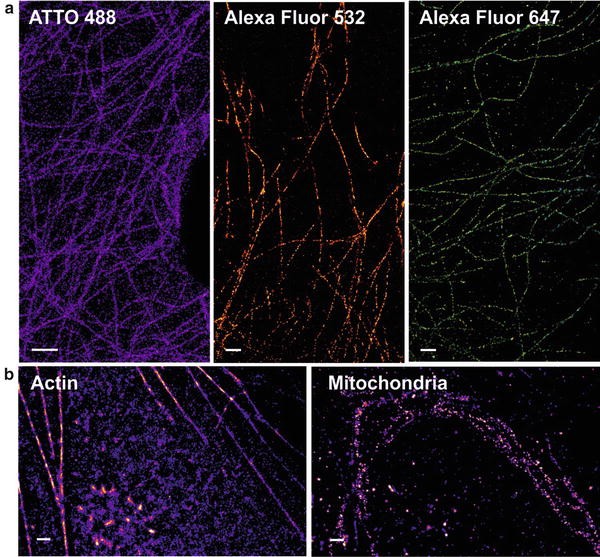 Direct Stochastic Optical Reconstruction Microscopy ( dSTORM ...
