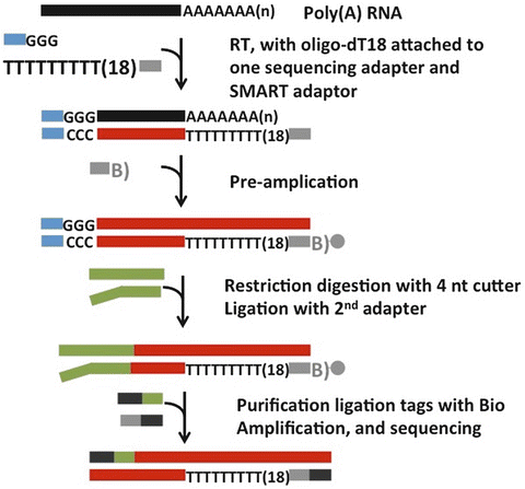DNA/RNA Hybrid Primer Mediated Poly(A) Tag Library Construction for ...