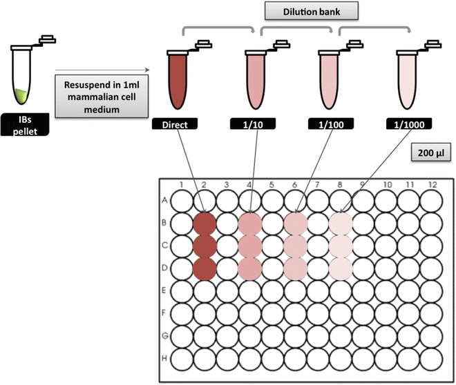 Bacterial Inclusion Body Purification | SpringerLink