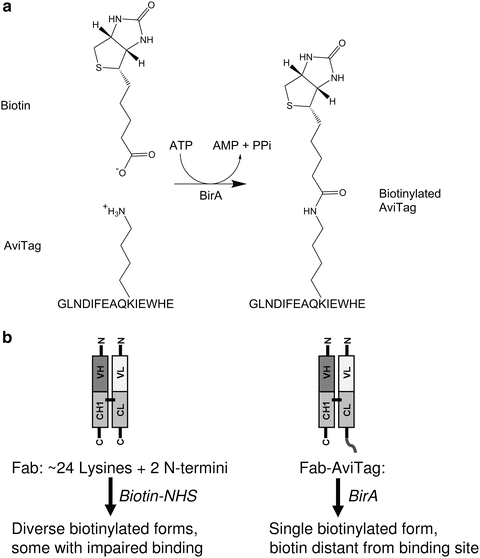 Site-Specific Biotinylation of Purified Proteins Using BirA | SpringerLink