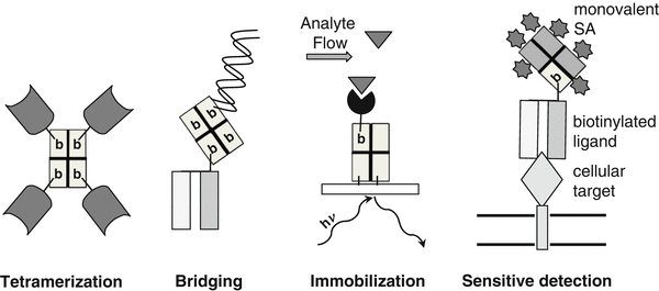 Site-Specific Biotinylation of Purified Proteins Using BirA | SpringerLink