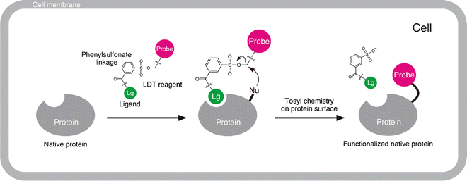 Ligand-Directed Tosyl Chemistry for Selective Native Protein Labeling ...
