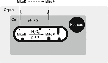 Targeting Mitochondria with Small Molecules: The Preparation of MitoB ...
