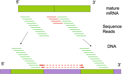 RIP-Seq Data Analysis to Determine RNA–Protein Associations | SpringerLink