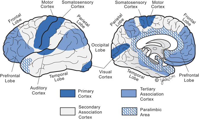 Disorders of Higher Cortical Function | SpringerLink