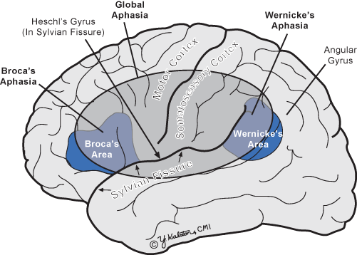 Disorders of Higher Cortical Function | SpringerLink