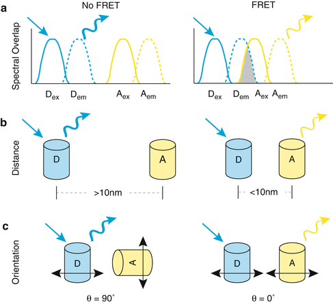 Förster Resonance Energy Transfer (FRET) Microscopy for Monitoring ...