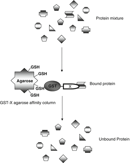Glutathione- S-Transferase (G ST)-Fusion Based Assays for Studying ...
