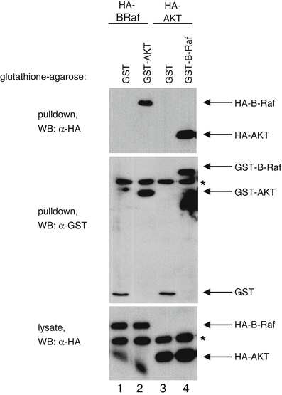 Glutathione- S-Transferase (G ST)-Fusion Based Assays for Studying ...