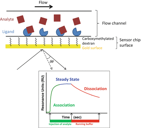 Studying Protein-Protein Interactions Using Surface Plasmon Resonance ...