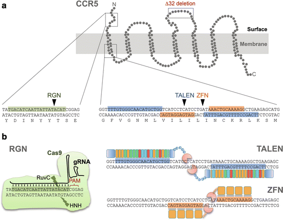 Editing CCR5: A Novel Approach to HIV Gene Therapy | SpringerLink