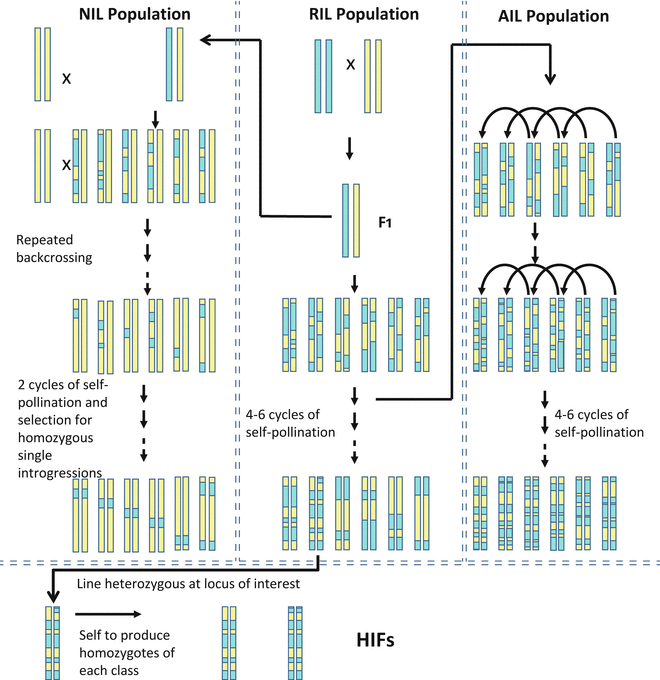 QTL Mapping Using High-Throughput Sequencing | SpringerLink