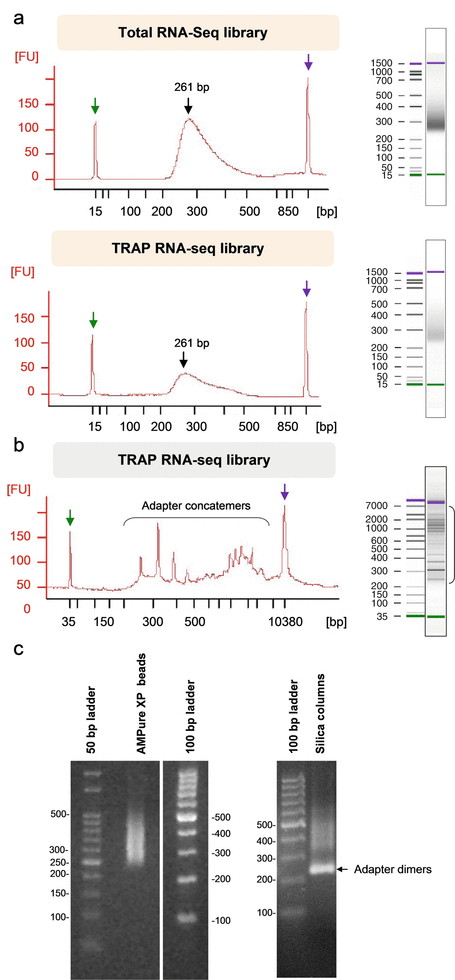 Translating Ribosome Affinity Purification (TRAP) Followed by RNA ...