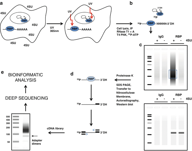 Transcriptome-Wide Identification of In Vivo Interactions Between RNAs ...
