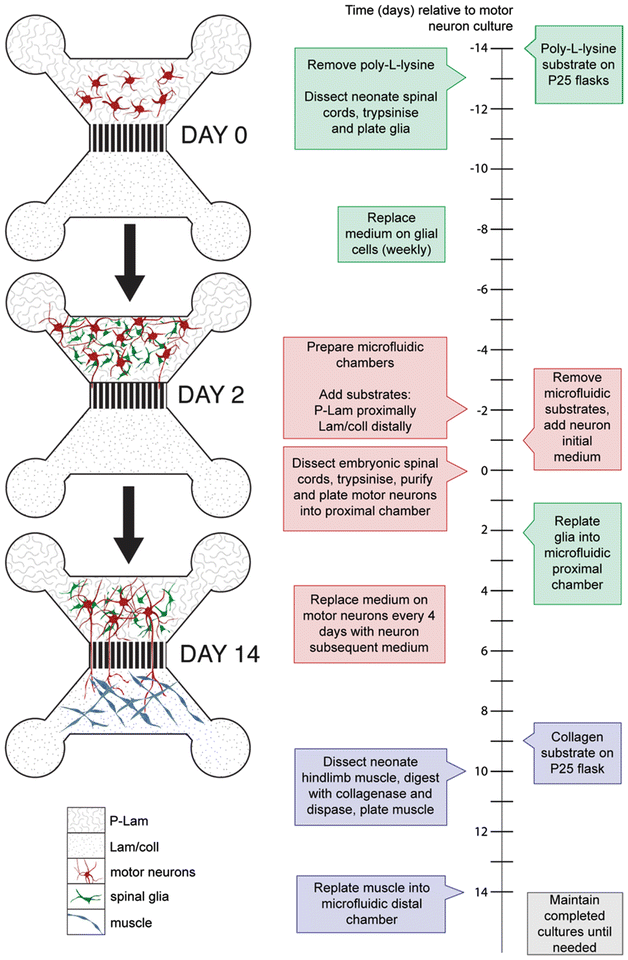 A Novel In Vitro Primary Culture Model of the Lower Motor Neuron ...