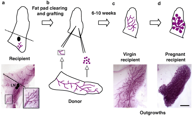 The Transplantation of Mouse Mammary Epithelial Cells into Cleared ...