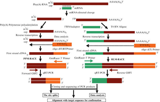RLM-RACE, PPM-RACE, and qRT-PCR: An Integrated Strategy to Accurately ...