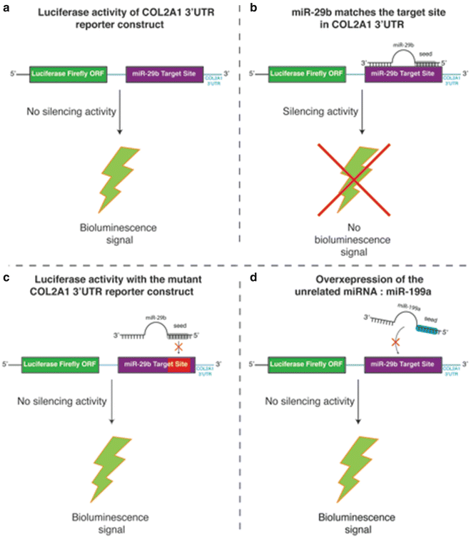 Dual Luciferase Gene Reporter Assays to Study miRNA Function | SpringerLink