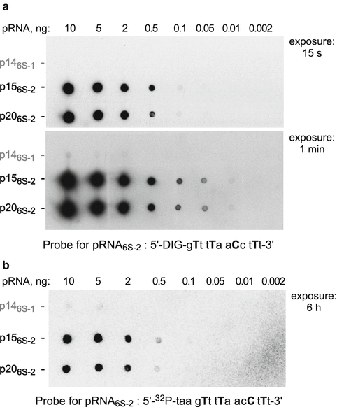 Improved Northern Blot Detection of Small RNAs Using EDC Crosslinking ...