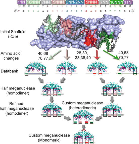 Engineering Meganuclease for Precise Plant Genome Modification ...