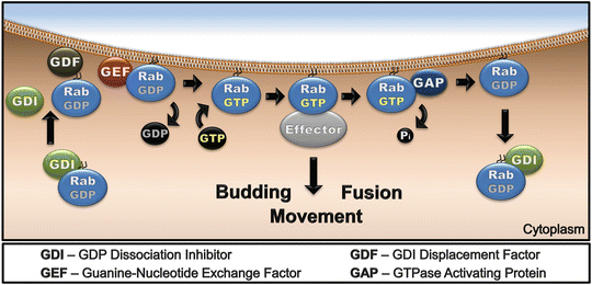 Rab Family of GTPases | SpringerLink