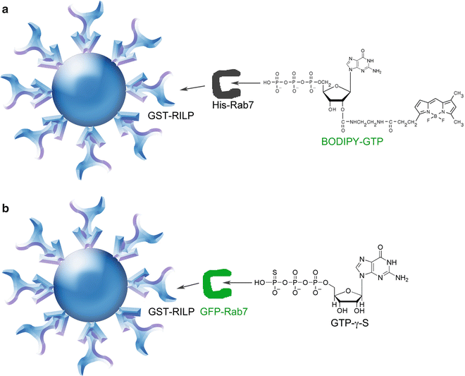 Quantitative Bead-Based Flow Cytometry for Assaying Rab7 GTPase ...