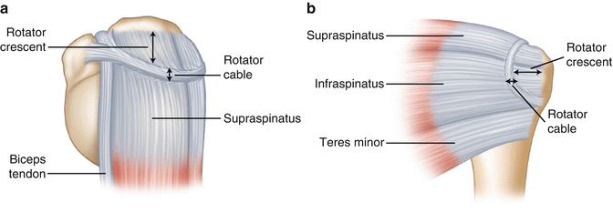 Rotator Cuff Disorders | SpringerLink