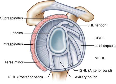 Disorders of the Long Head of the Biceps Tendon | SpringerLink