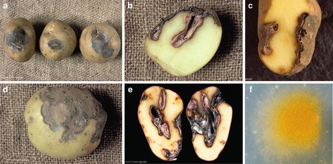 Detection and Identification of Phoma Pathogens of Potato | SpringerLink