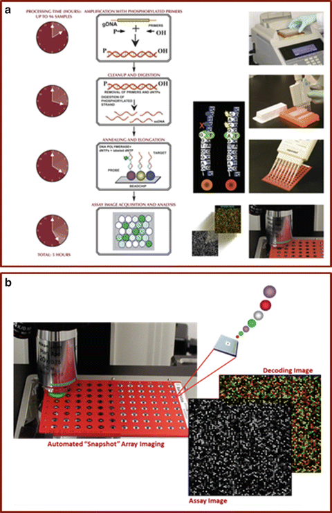 Genotyping of Human Platelet Antigens by BeadChip Microarray Technology ...