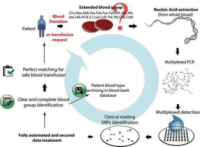 Microarrays in Blood Group Genotyping | SpringerLink