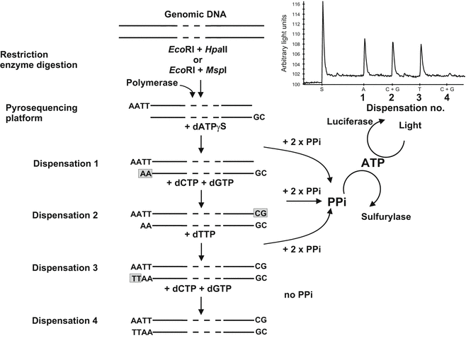 Global Analysis of DNA 5-Methylcytosine Using the Luminometric ...