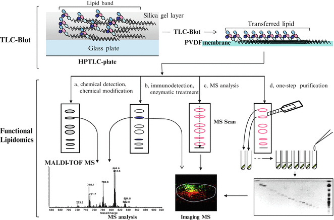TLC-Blot (Far-Eastern Blot) and Its Application to Functional ...