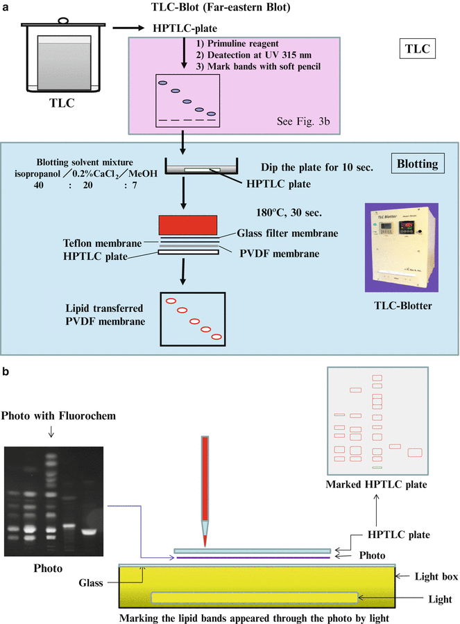 TLC-Blot (Far-Eastern Blot) and Its Application to Functional ...