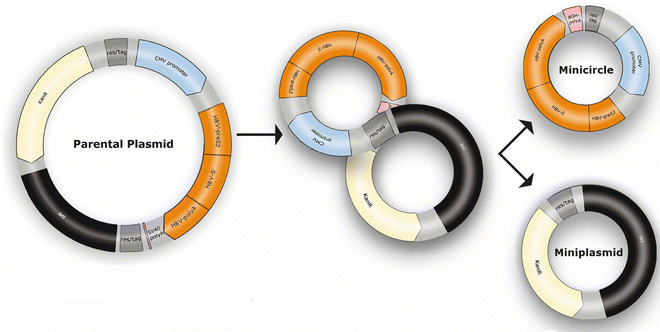 Minicircle: Next Generation DNA Vectors for Vaccination | SpringerLink